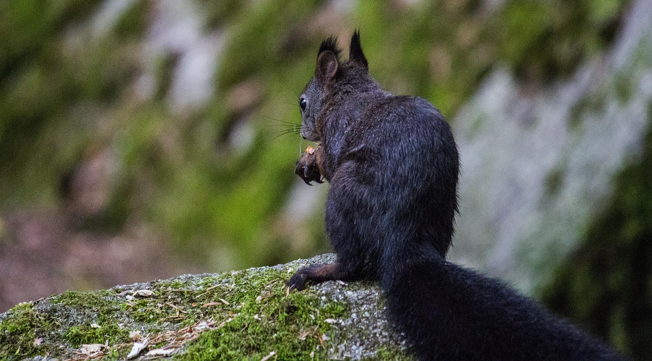 Naturaleza Mamífero Linda Fauna - Foto gratis en Pixabay - Pixabay