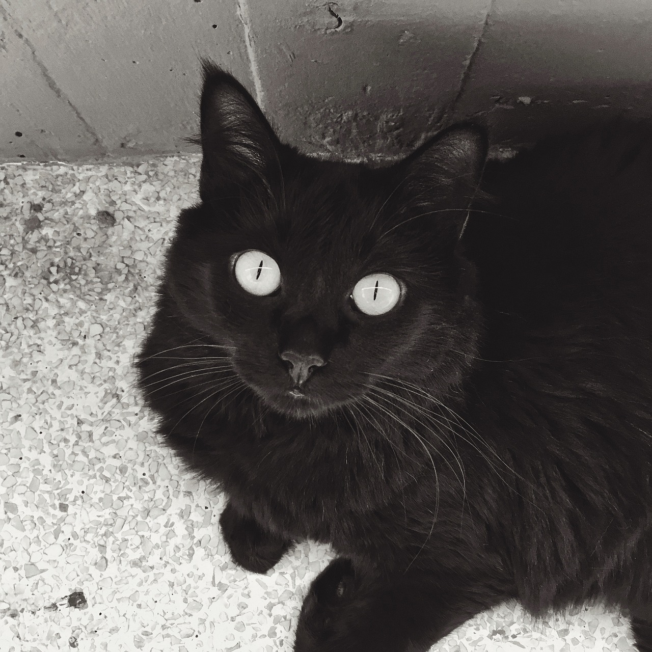 Chat Portrait Mignonne Les - Photo gratuite sur Pixabay - Pixabay