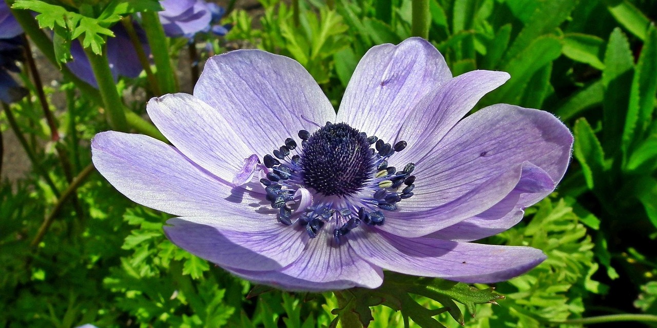 Naturaleza Flor Azul - Foto gratis en Pixabay - Pixabay