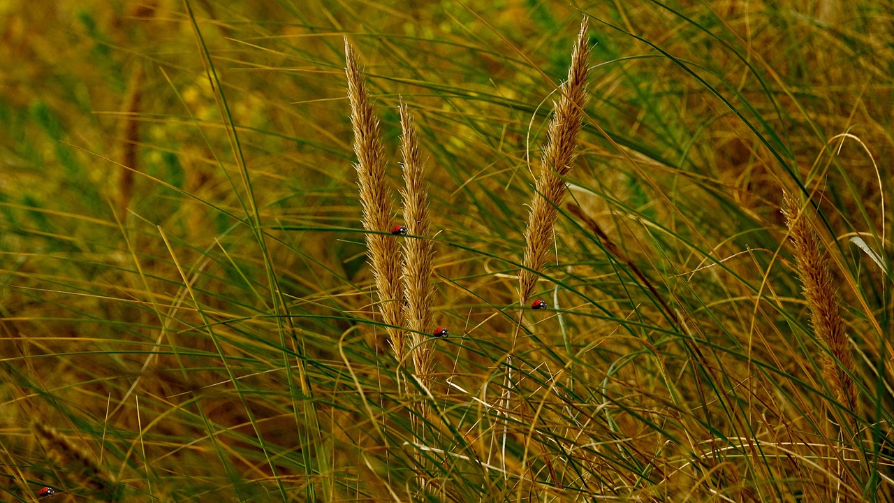 Natuur Plant Gazon - Gratis foto op Pixabay - Pixabay