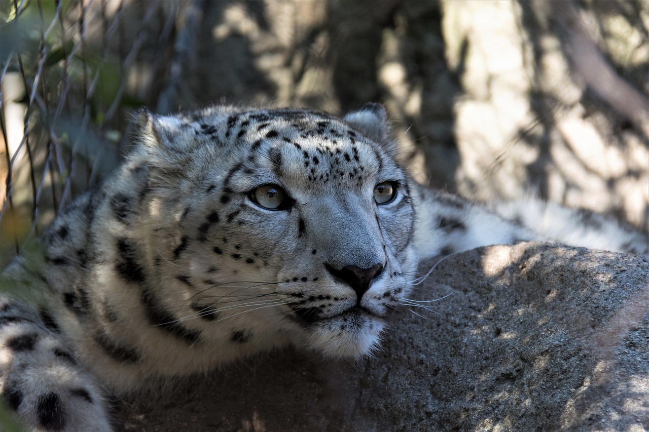 20,000+ Free Endangered Species & Nature Images - Pixabay