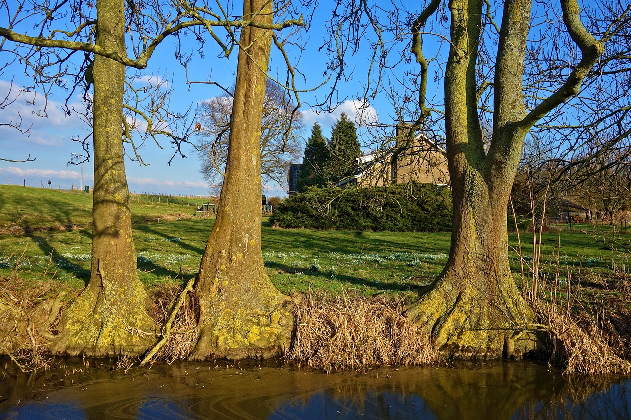 Creek Water Tree - Free photo on Pixabay - Pixabay