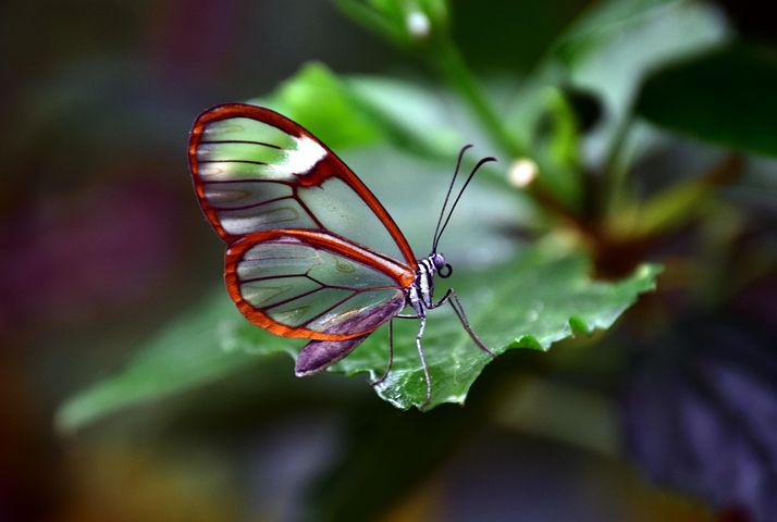 100+ Free Butterfly Transparent & Butterfly Images - Pixabay