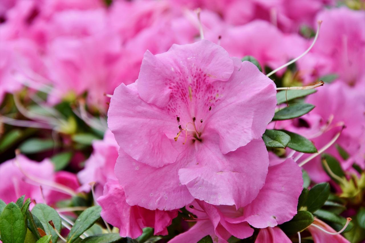 Bunga Mekar Pink - Foto gratis di Pixabay - Pixabay