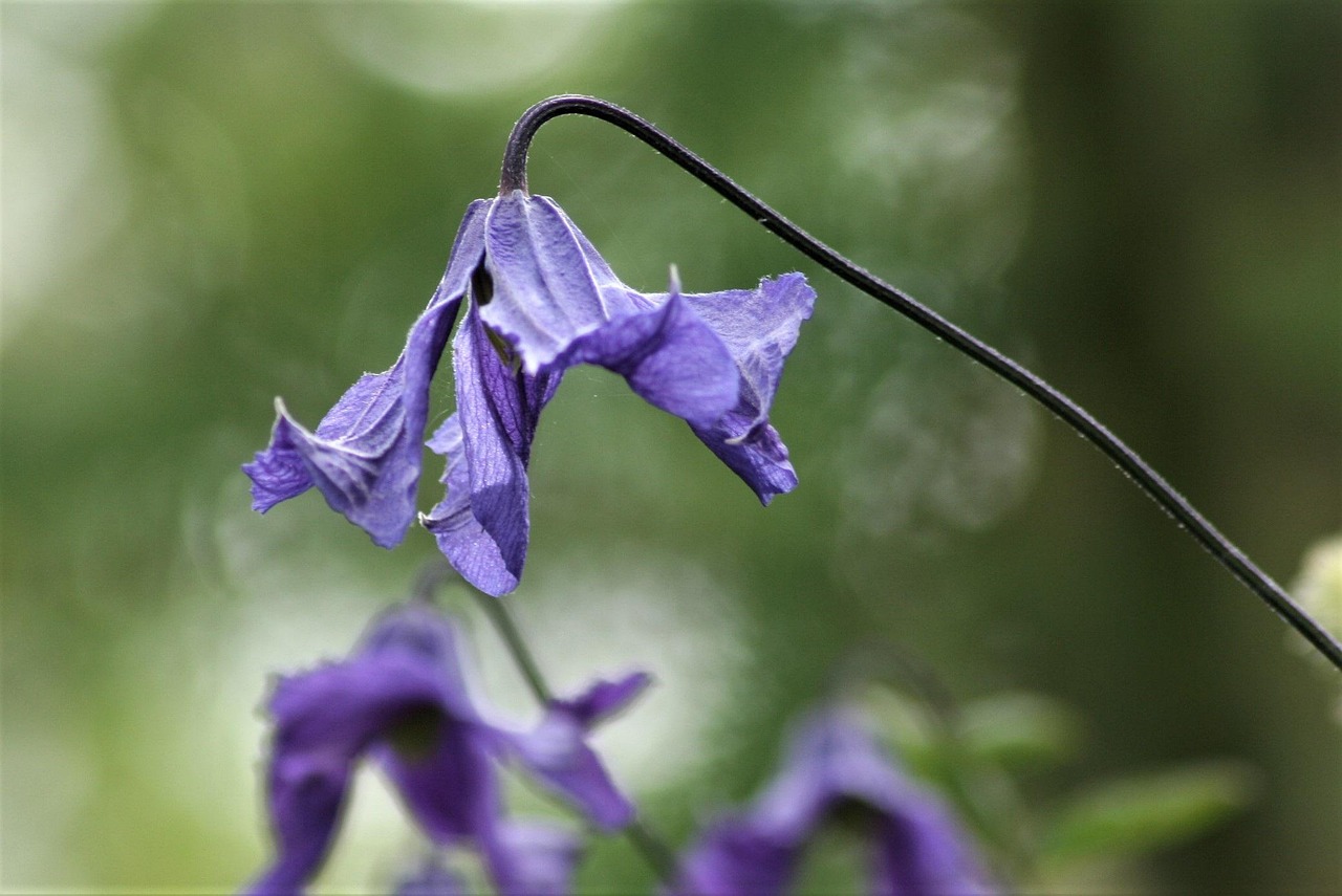 Natur Blomma Flora - Gratis foto på Pixabay - Pixabay