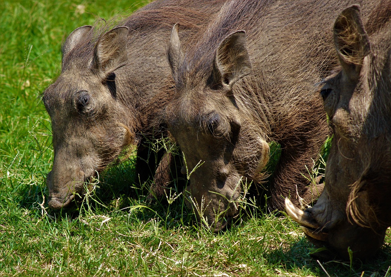 Mamífero Animal Fauna Silvestre - Foto gratis en Pixabay - Pixabay