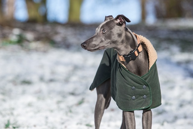 60+ Free Whippets & Dog Images - Pixabay