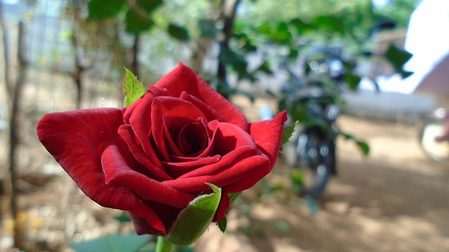 Bunga Mawar Alam - Foto gratis di Pixabay