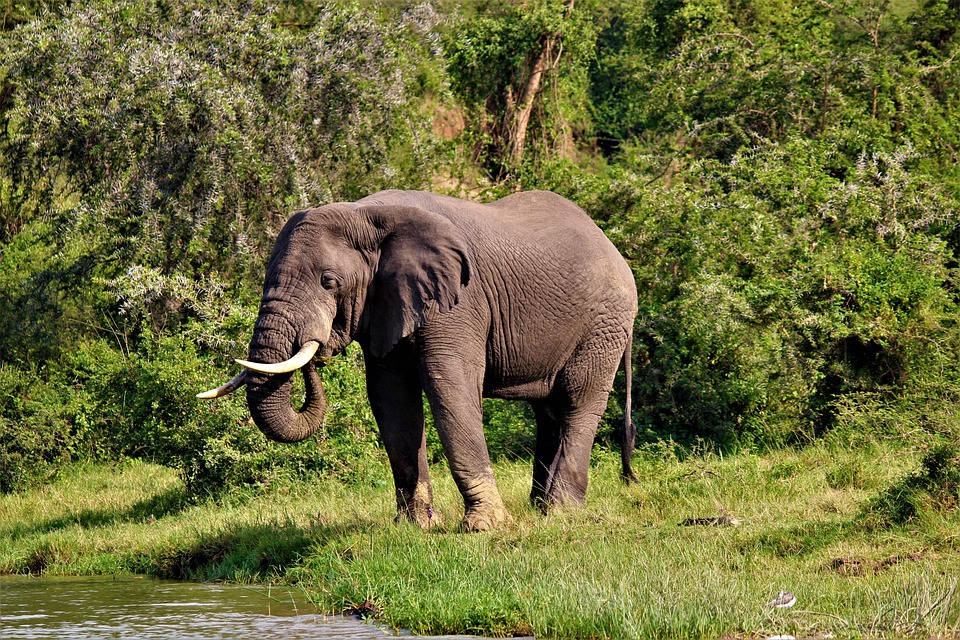 Nature Wildlife Mammal - Free photo on Pixabay - Pixabay