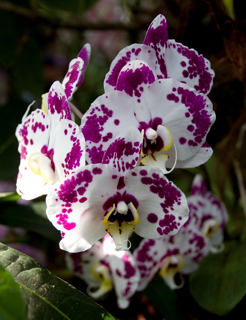 Plantar Flor Natureza - Foto gratuita no Pixabay - Pixabay