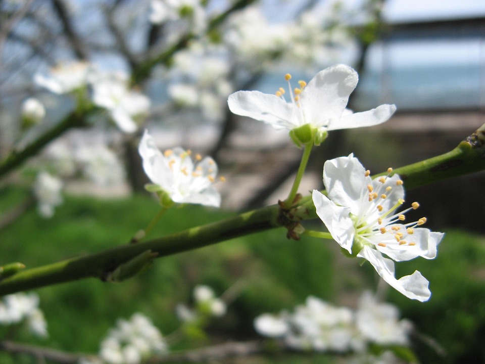 Blume Die Natur Pflanze - Kostenloses Foto auf Pixabay - Pixabay