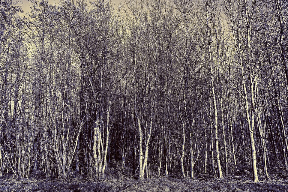 Árbol Arboleda Bosque - Foto gratis en Pixabay