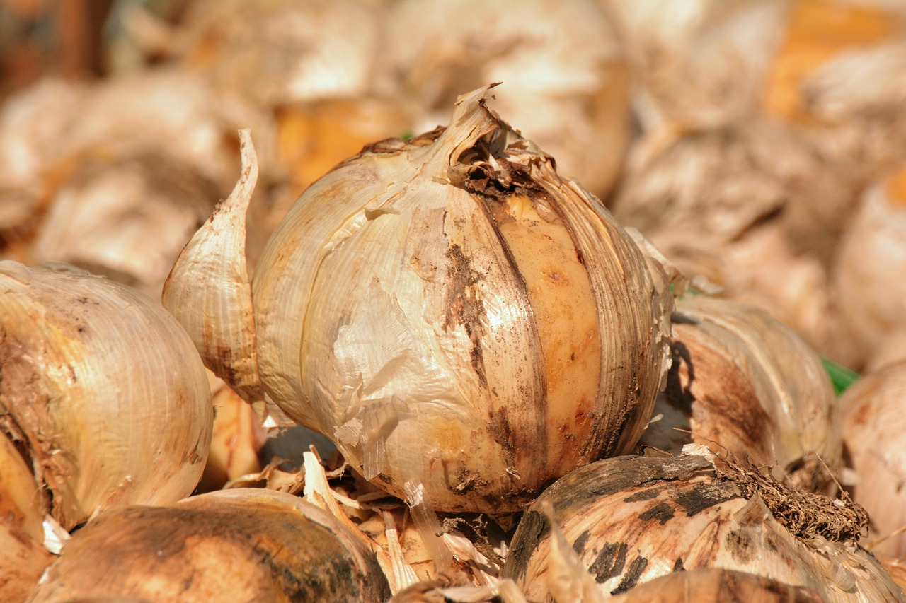 Cebollas Bulbos De Flores Plantas - Foto gratis en Pixabay - Pixabay