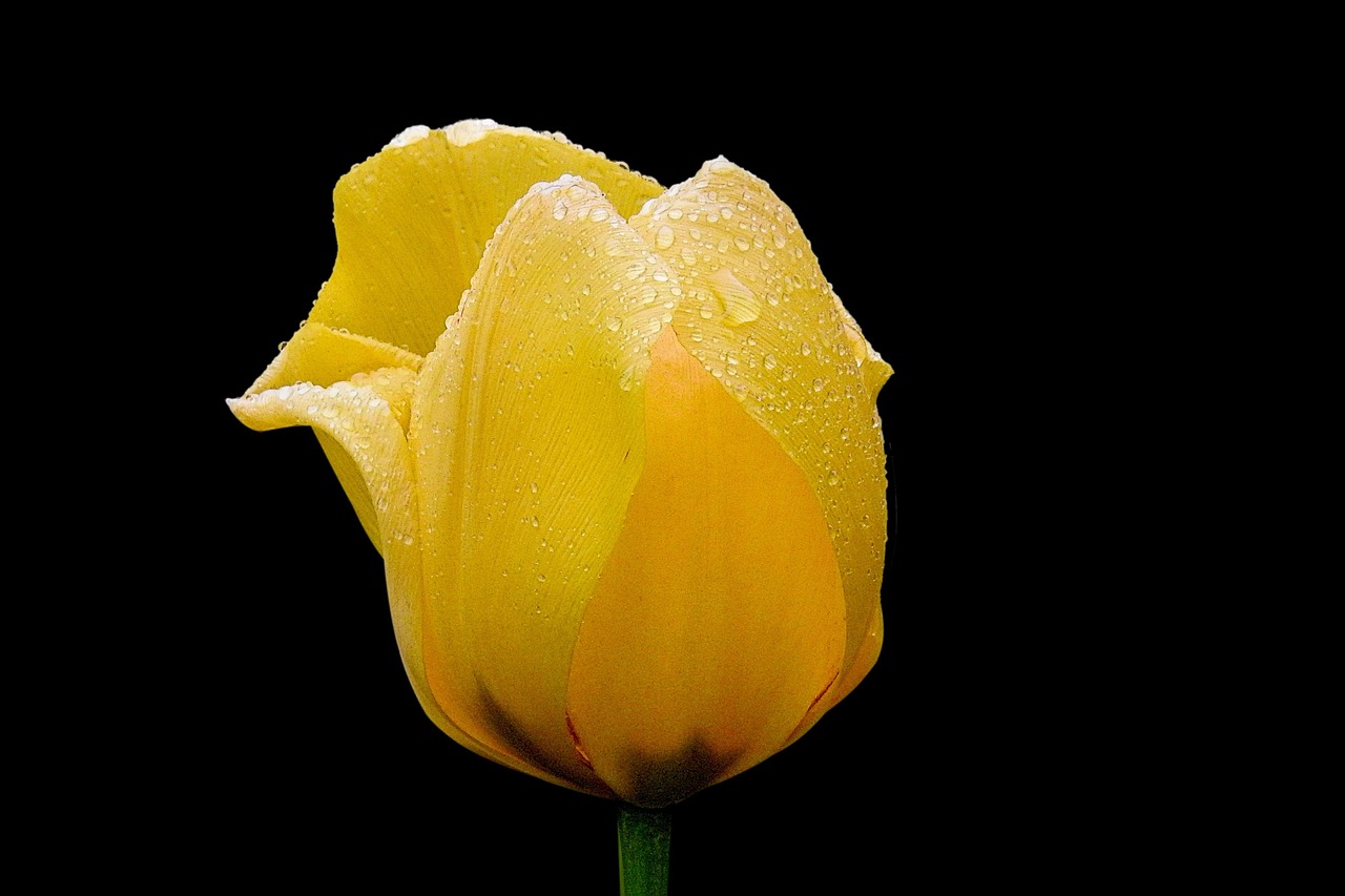 Bunga Alam Tulp - Foto gratis di Pixabay - Pixabay