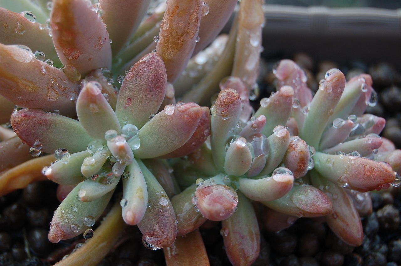 La Nature Les Plantes Succulentes - Photo gratuite sur Pixabay - Pixabay