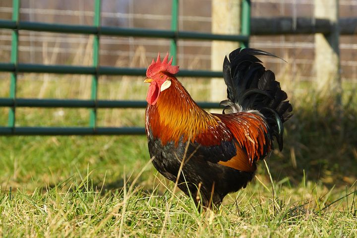 1 000 Free Rooster Chicken Photos