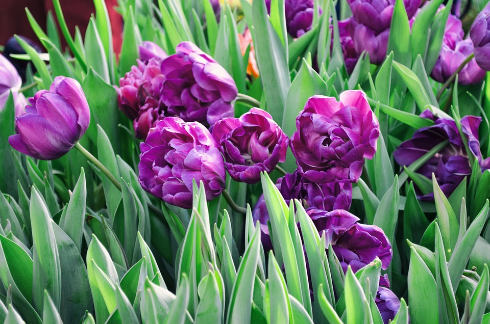 Tulpe Blume Garten - Kostenloses Foto auf Pixabay