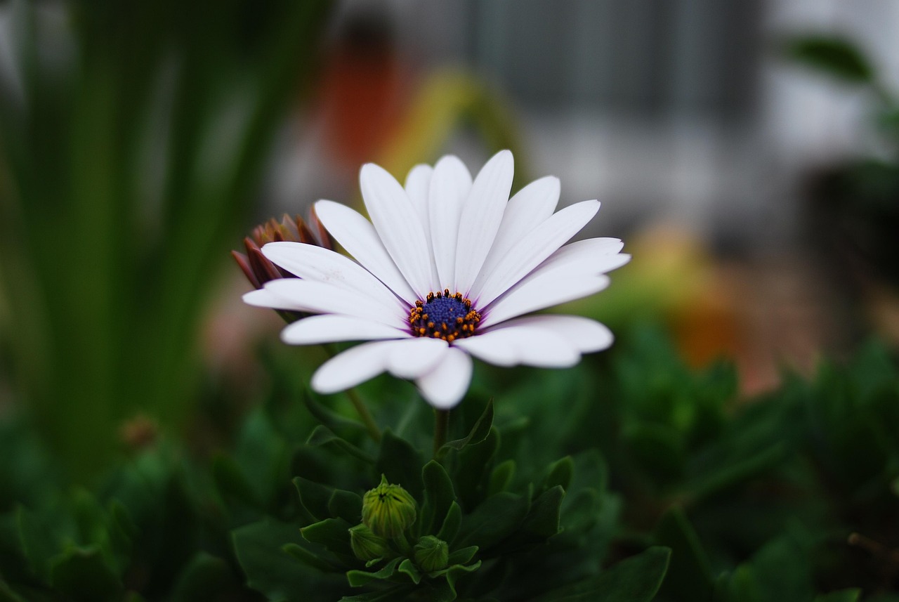Bunga Alam Tanaman Musim - Foto gratis di Pixabay - Pixabay