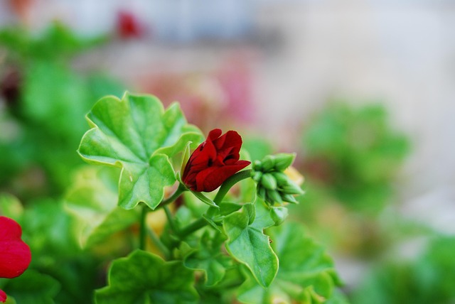Natur Blad Anlegg - Gratis foto på Pixabay - Pixabay