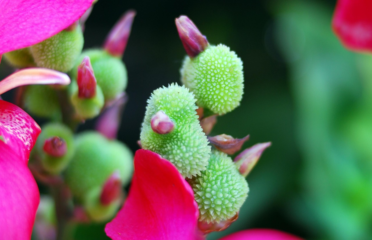 La Nature Fleur Plante - Photo gratuite sur Pixabay - Pixabay
