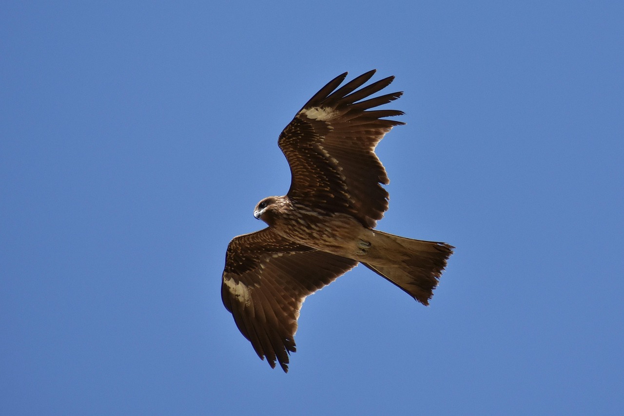 Animal Sky Bird Wild - Free photo on Pixabay