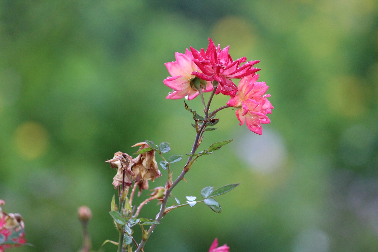 Fleur Nature Flore En Plein - Photo gratuite sur Pixabay - Pixabay
