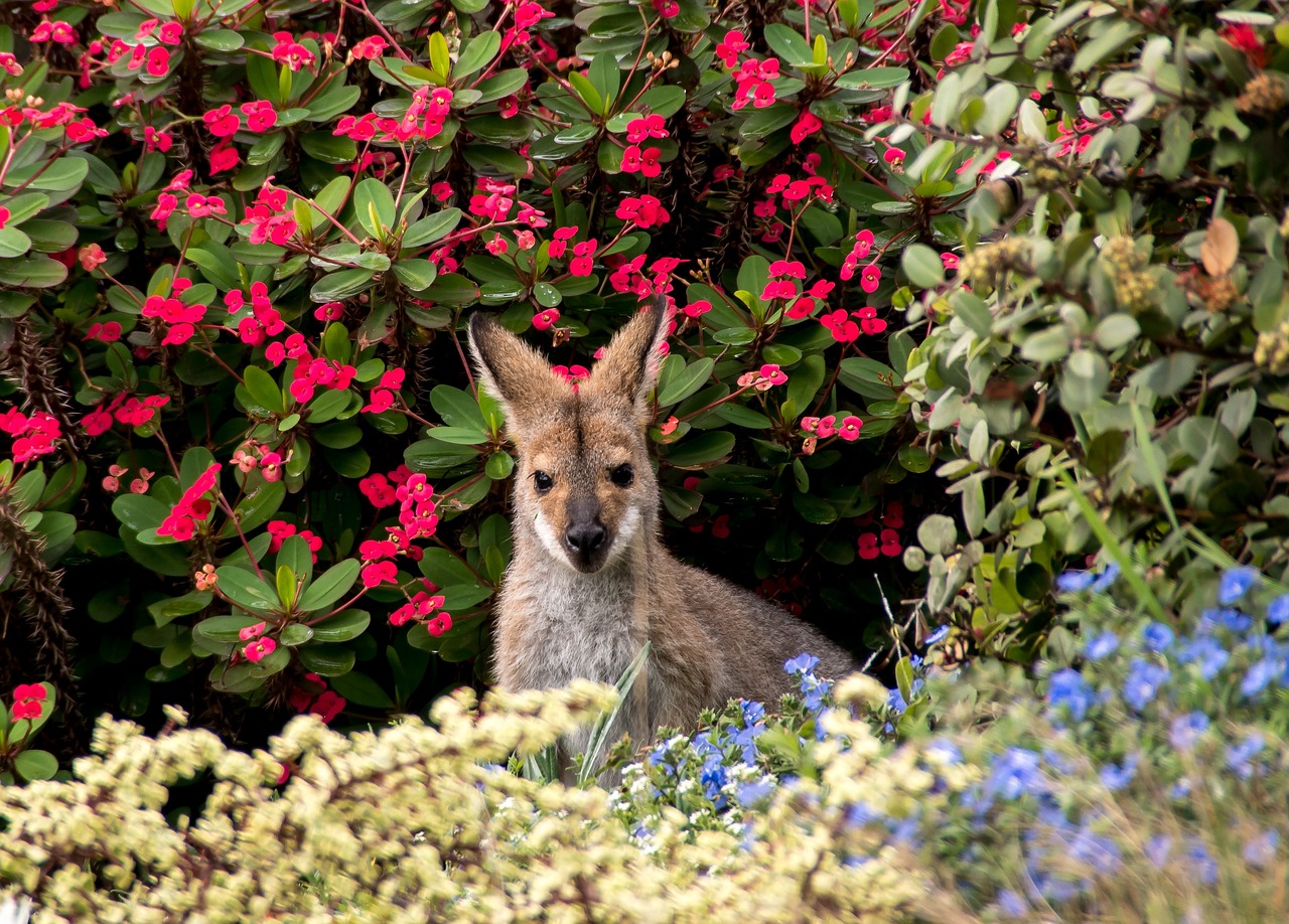 Wallaby Rednecked - Free photo on Pixabay