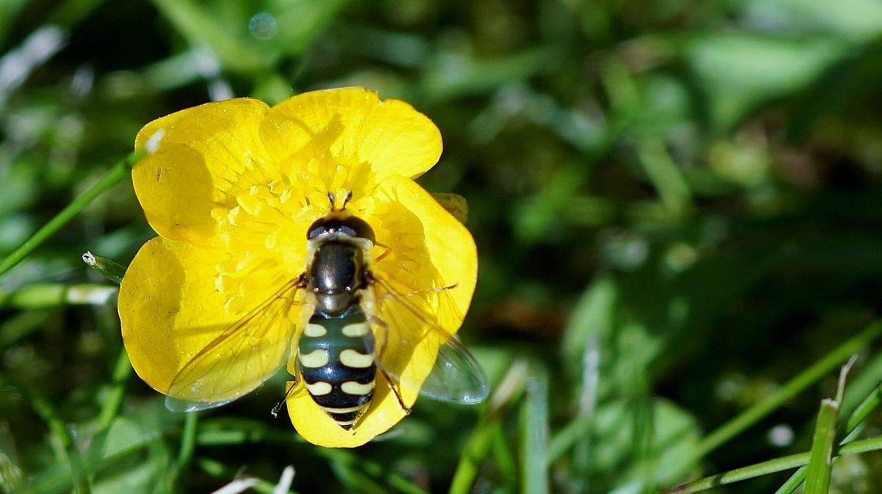 Nature Insect Outside - Free photo on Pixabay - Pixabay