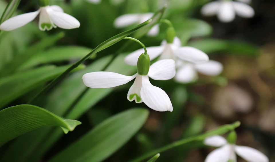 Fleur Perce-Neige La Nature - Photo gratuite sur Pixabay