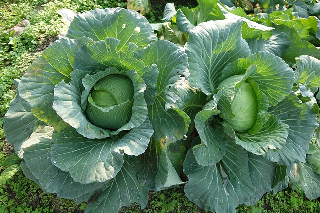 Meer dan 30.000 gratis afbeeldingen van Kool Plant en Natuur - Pixabay
