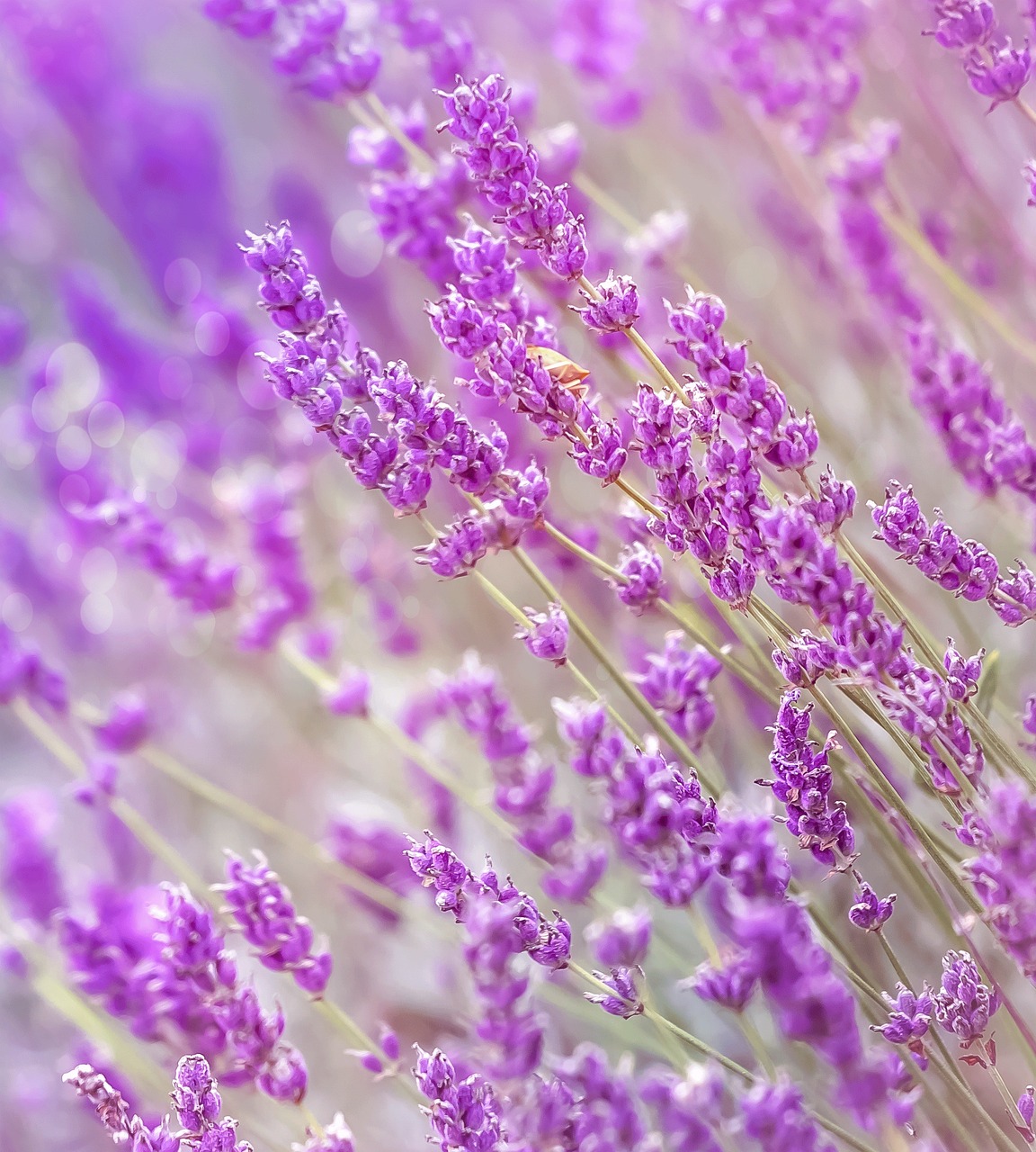 Lavender Summer France - Free photo on Pixabay - Pixabay