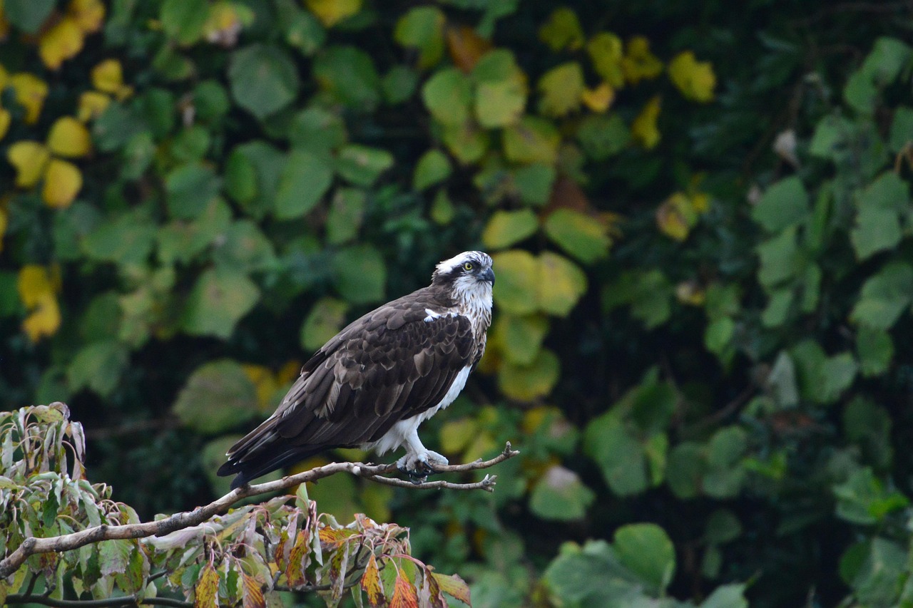200+ Free Osprey & Nature Images - Pixabay