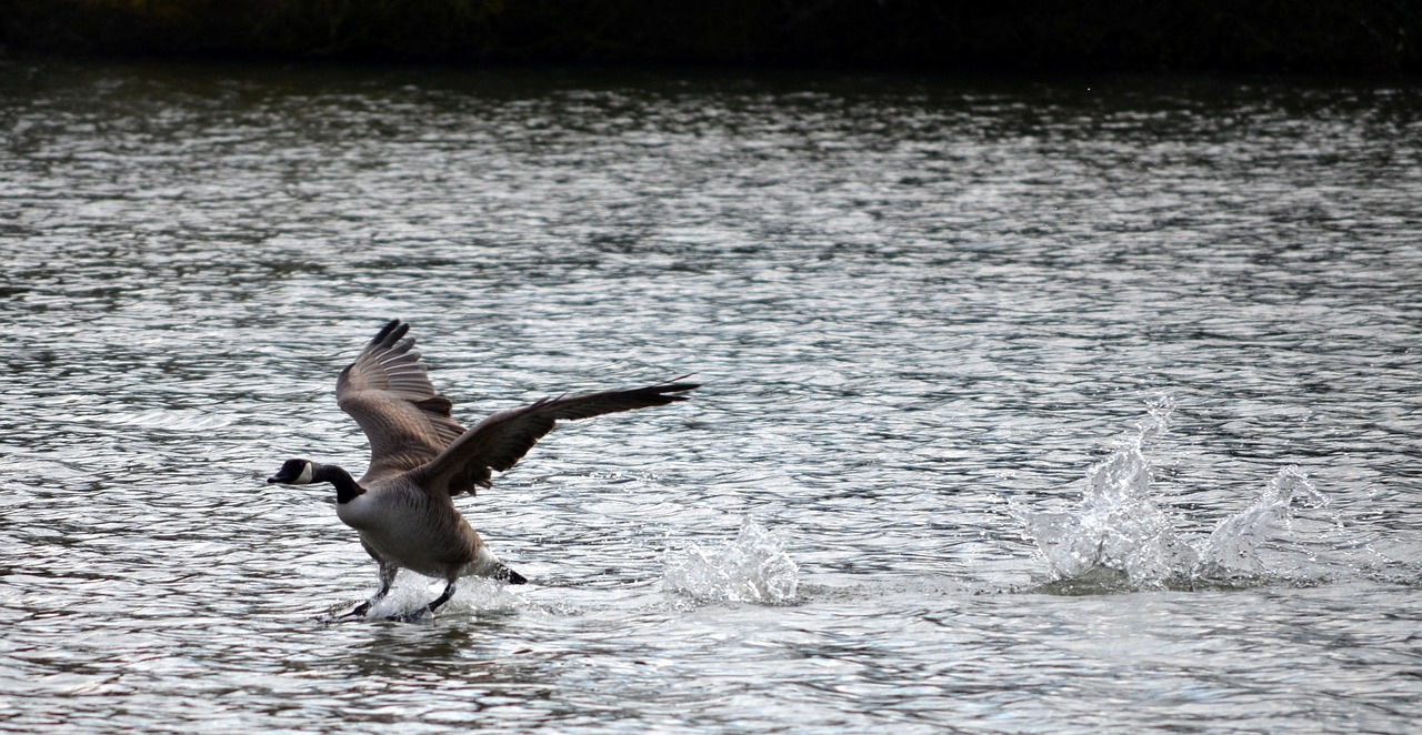 Gans Start Abflug See - Kostenloses Foto auf Pixabay - Pixabay