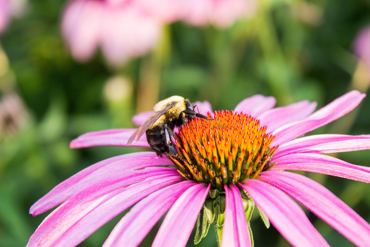 Nature Fleur Insecte - Photo gratuite sur Pixabay - Pixabay