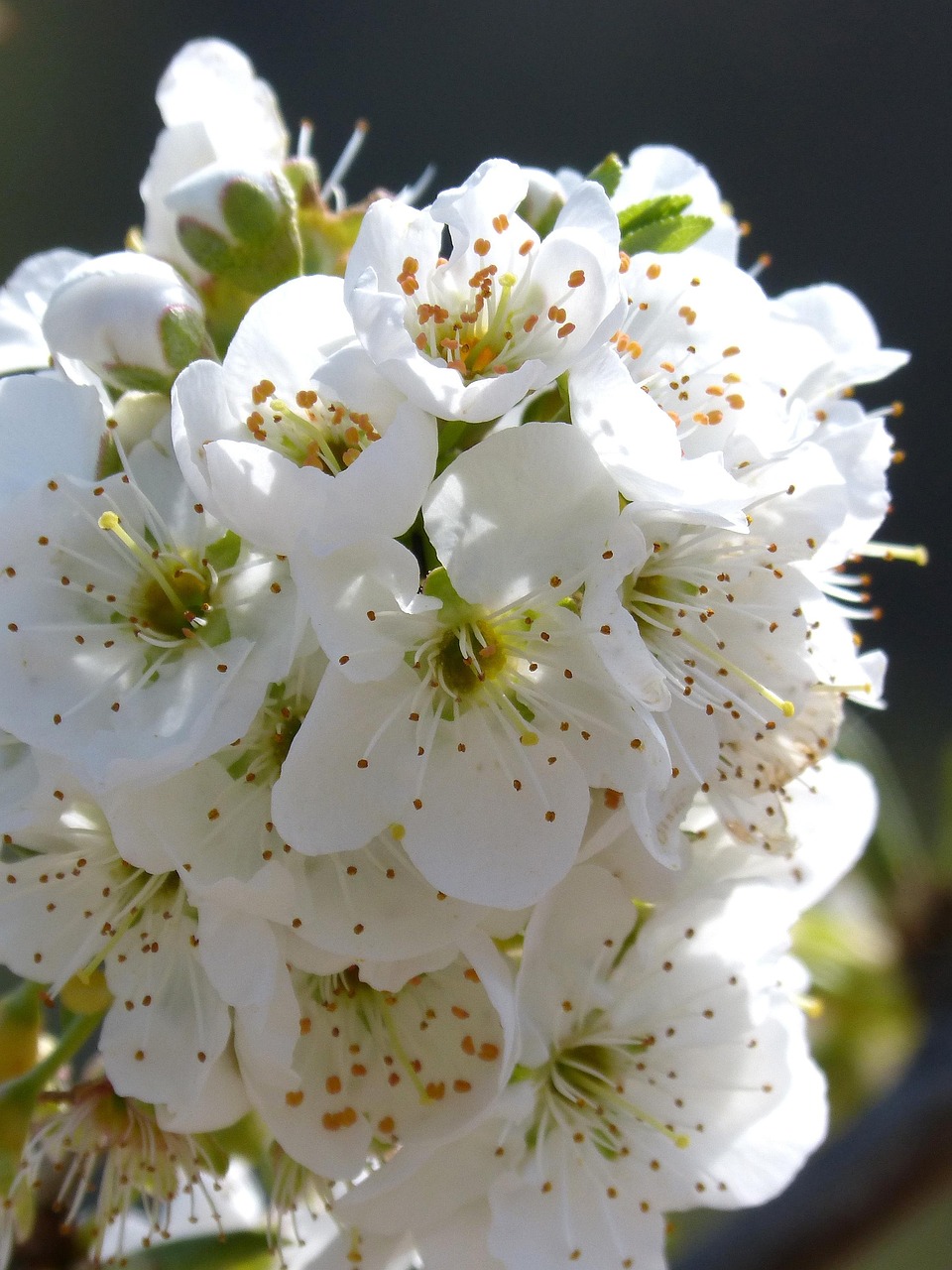 Flowery Branch Fruity Tree - Free photo on Pixabay - Pixabay