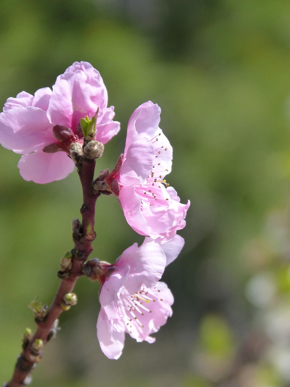 Flowery Branch Fruit Tree Flower - Free photo on Pixabay