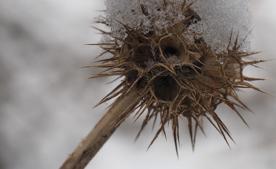 Sharp Snow Thistle - Free photo on Pixabay