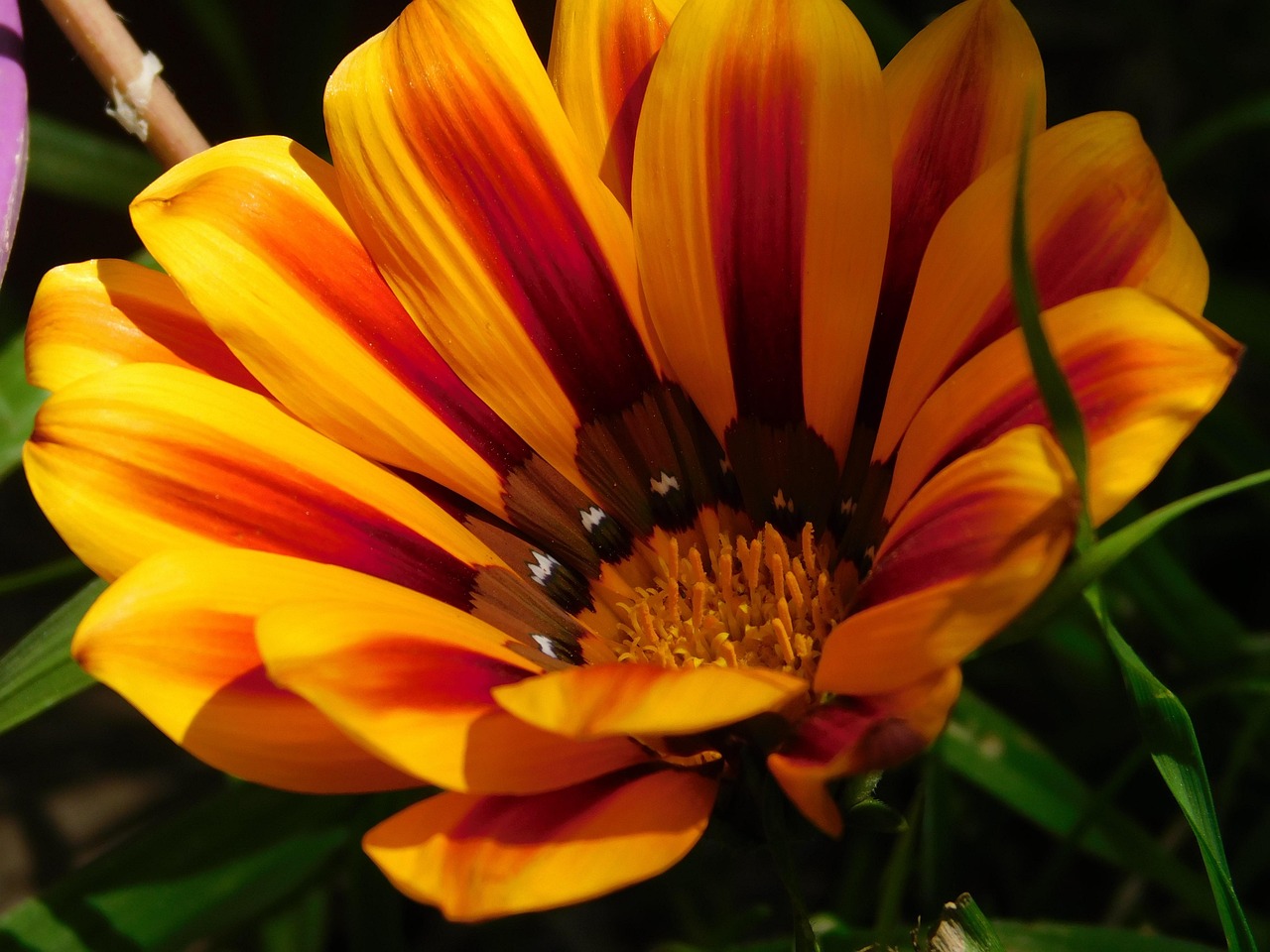 Bunga Alam Tanaman Musim - Foto gratis di Pixabay - Pixabay
