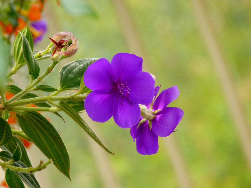 Nature Fleur Plante - Photo gratuite sur Pixabay - Pixabay