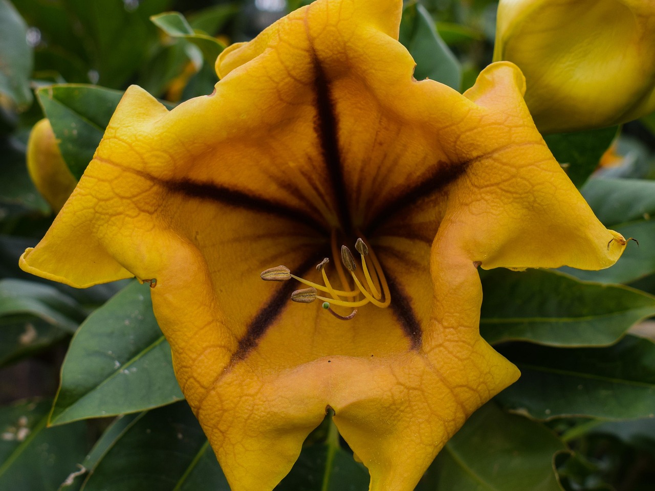 Flower Leaf Flora - Free photo on Pixabay - Pixabay
