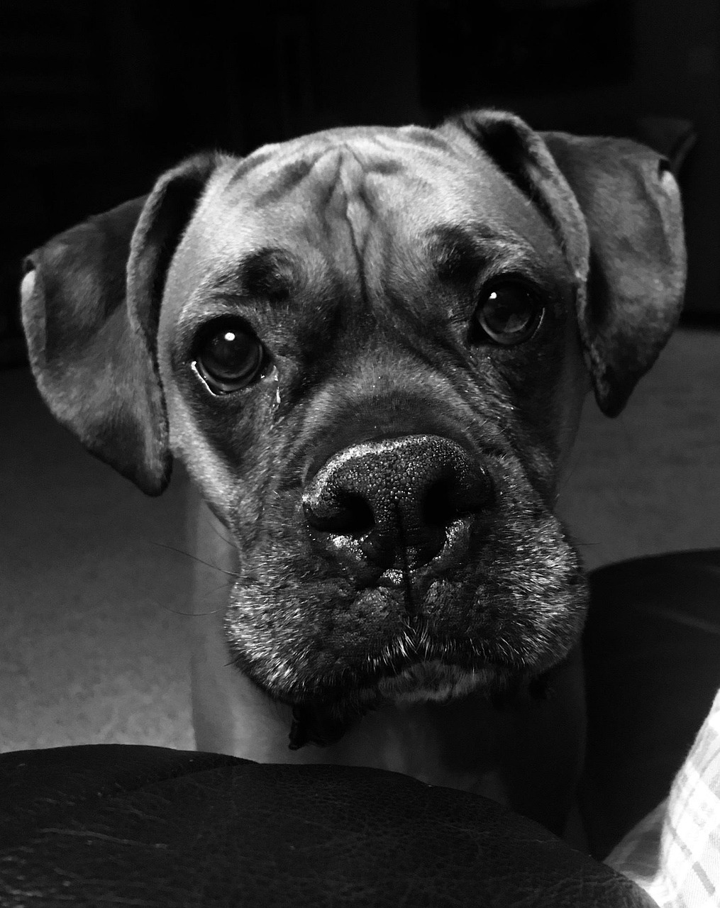 Dog Canine Portrait - Free photo on Pixabay