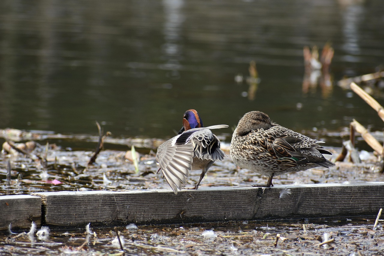 600+ Free Teal & Nature Images - Pixabay