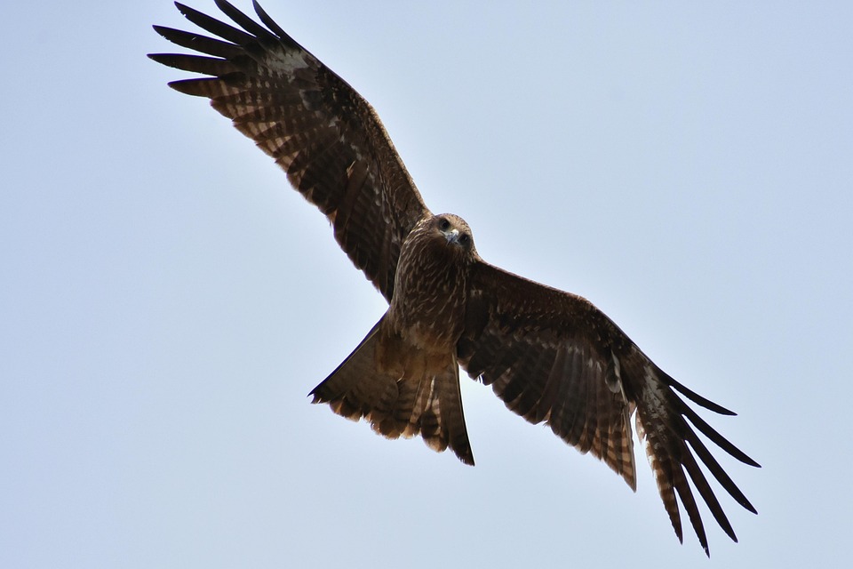Animal Sky Bird Wild - Free photo on Pixabay