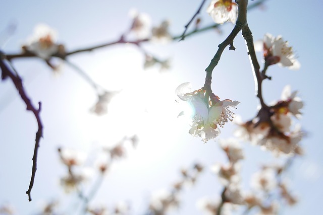 Quarter Tree Season - Free photo on Pixabay - Pixabay