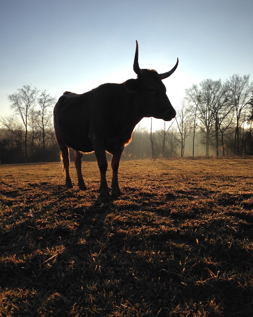 Mammal Cow Cattle - Free photo on Pixabay - Pixabay