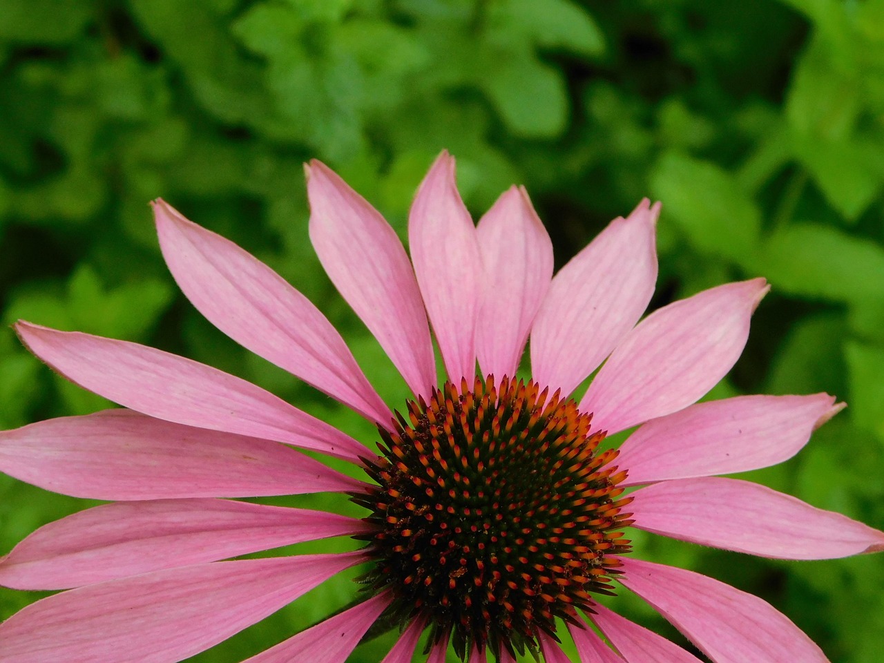 Fleur Flore Nature - Photo gratuite sur Pixabay - Pixabay