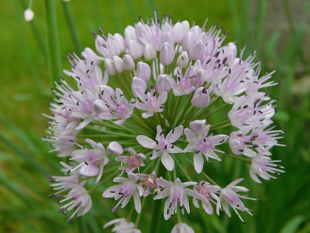Nature Flora Flower - Free photo on Pixabay - Pixabay