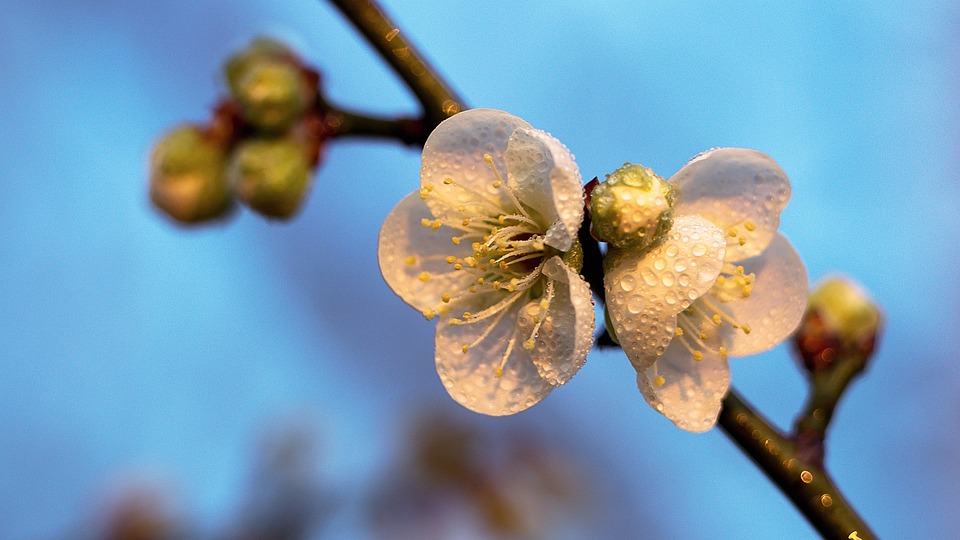 Natur Zweig Blume - Kostenloses Foto auf Pixabay