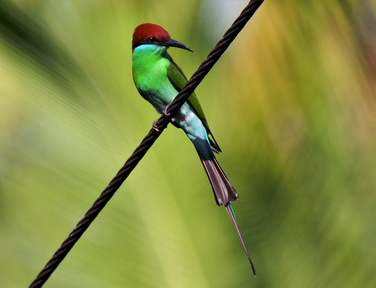 30,000+ Free European Bee-Eater & Nature Images - Pixabay