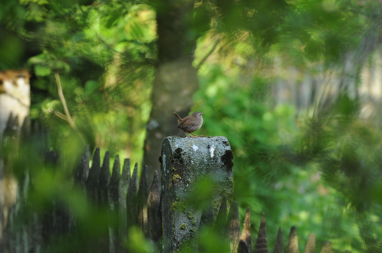 Bird Wren Garden - Free photo on Pixabay - Pixabay
